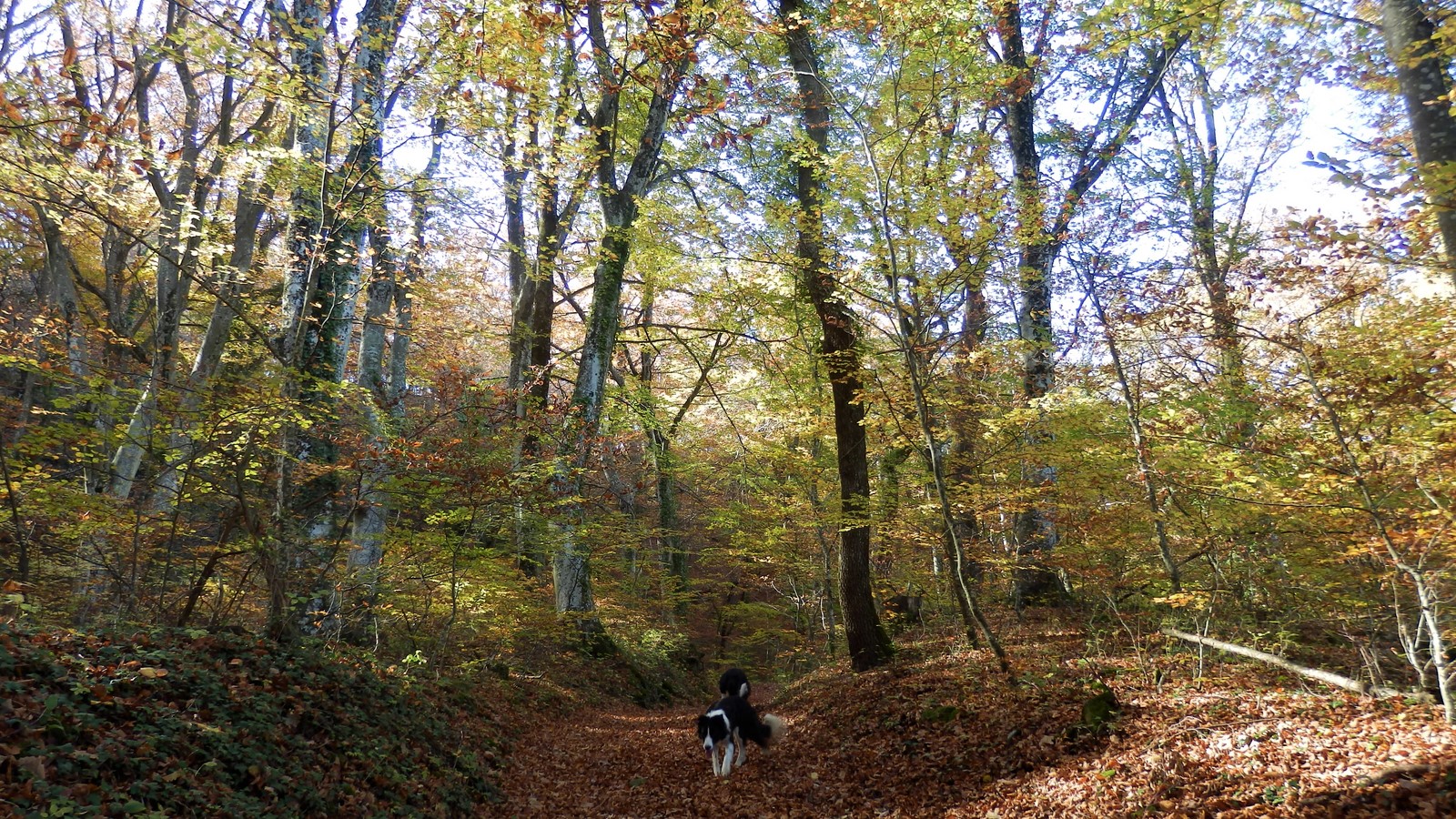 C'est de saison! Promenade en forêt Fin Octobre-Début Novembre 2020